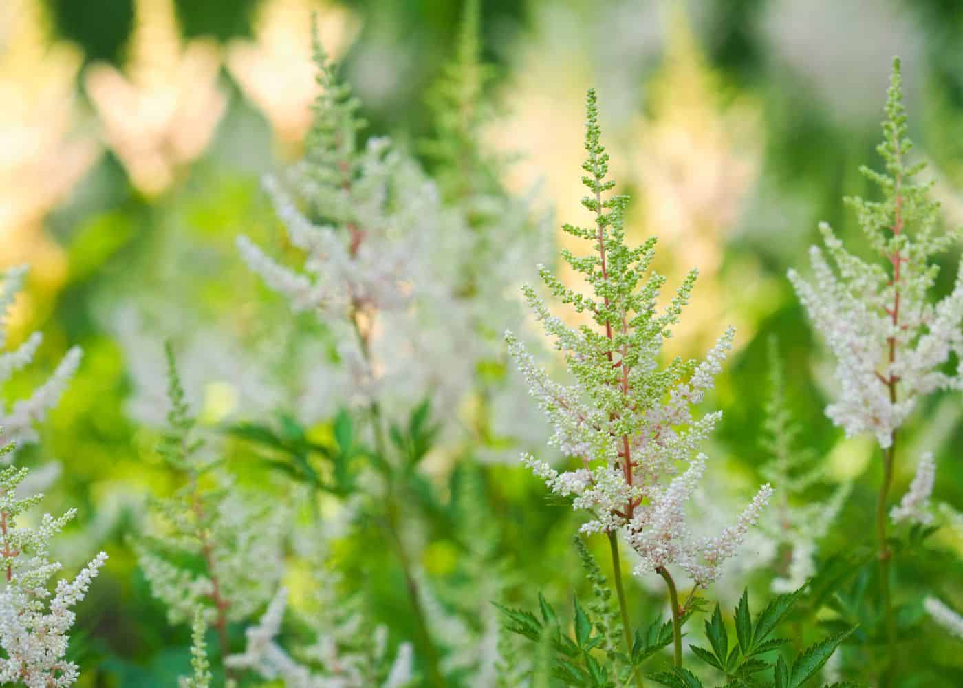 11 shade loving perennials 🌿 for a luscious low light landscape