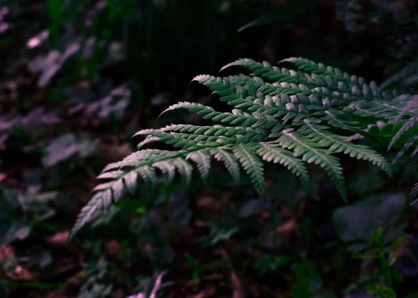 11 shade loving perennials 🌿 for a luscious low light landscape
