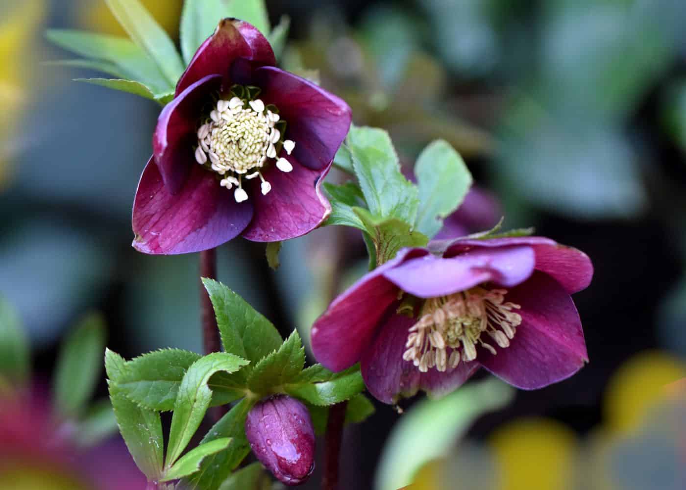 11 shade loving perennials 🌿 for a luscious low light landscape