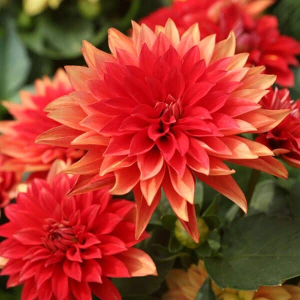 15 fall flowers 🌼 🌹 to add autumnal color to your garden