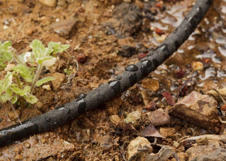 How to use a soaker hose 💧🌱 Mastering efficient garden hydration