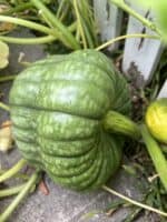 Queensland Blue pumpkin 💙 🎃 Striking beauty with gourmet flavor