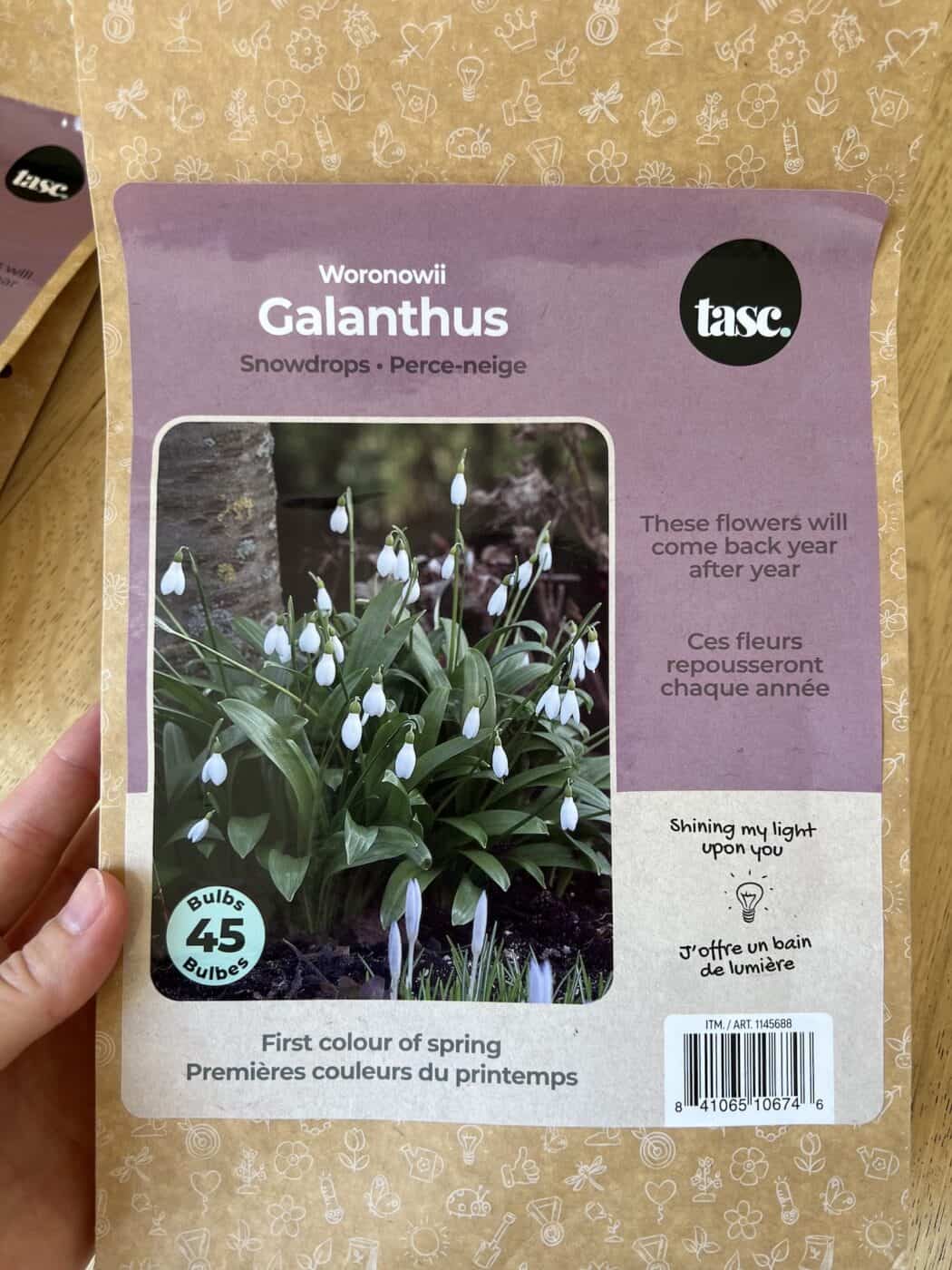 Galanthus woronowii ️ 🌱 Exploring these elegant early white snowdrop blooms