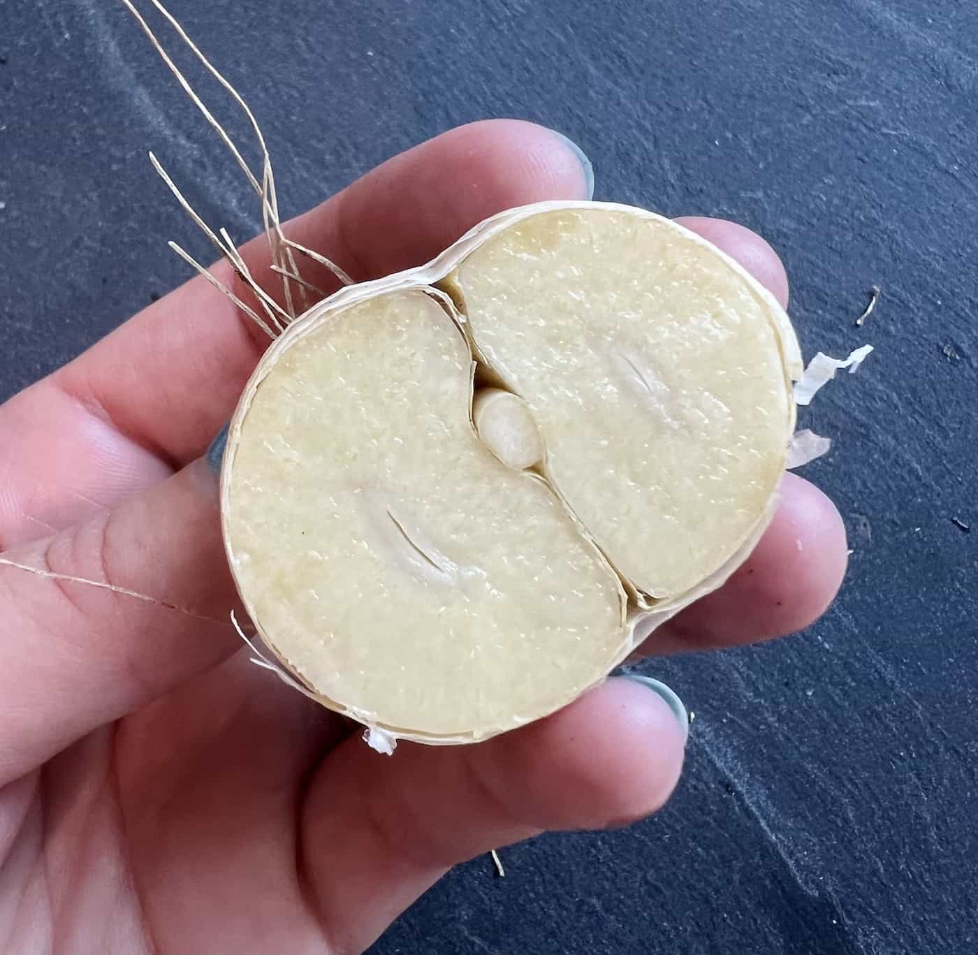 Yugoslavian garlic's captivating charm 🌿🍴 From hearty harvests to ...