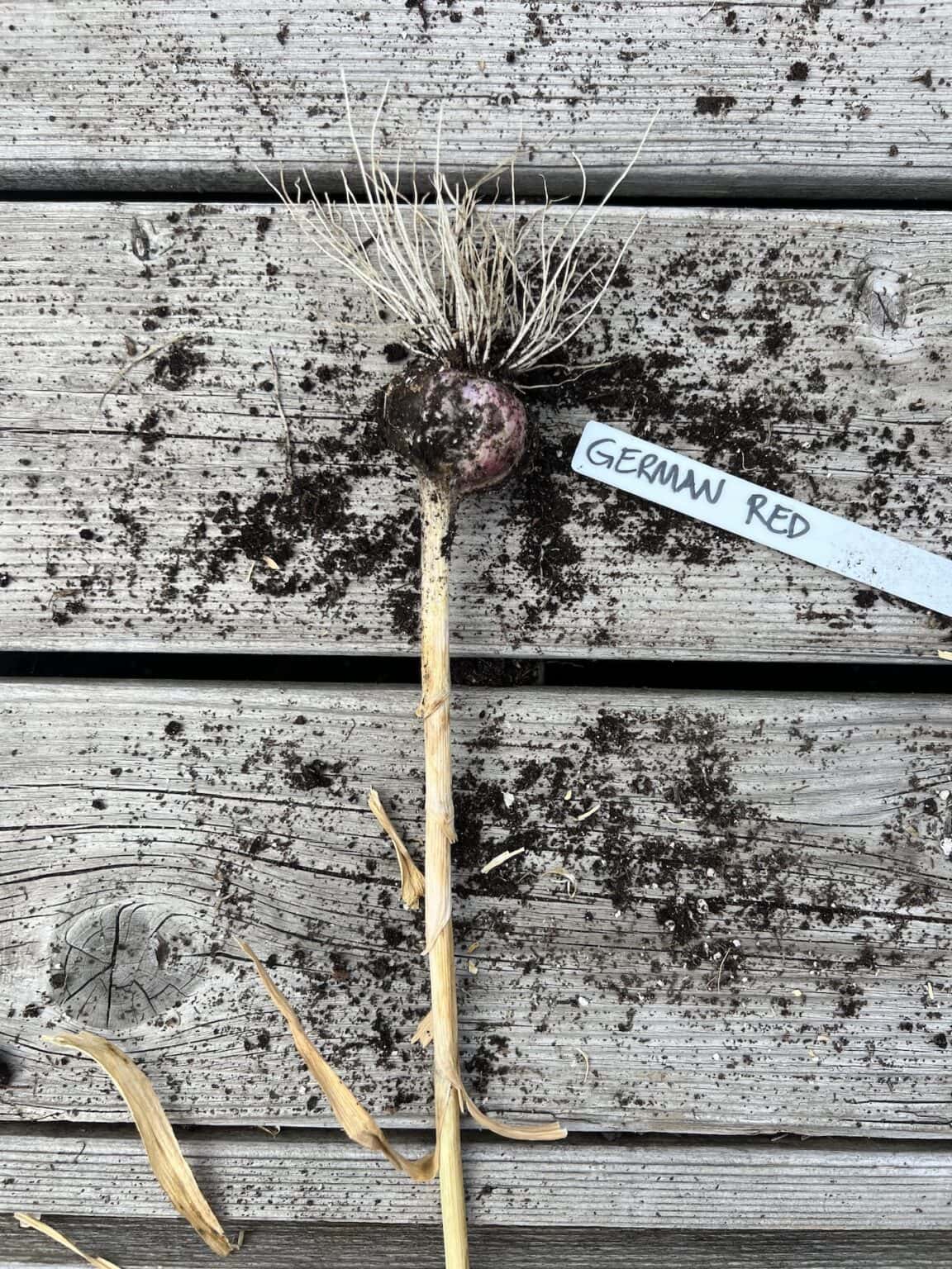 German Red garlic's mesmerizing magic 🌿🍴 From robust roots to ravishing ...