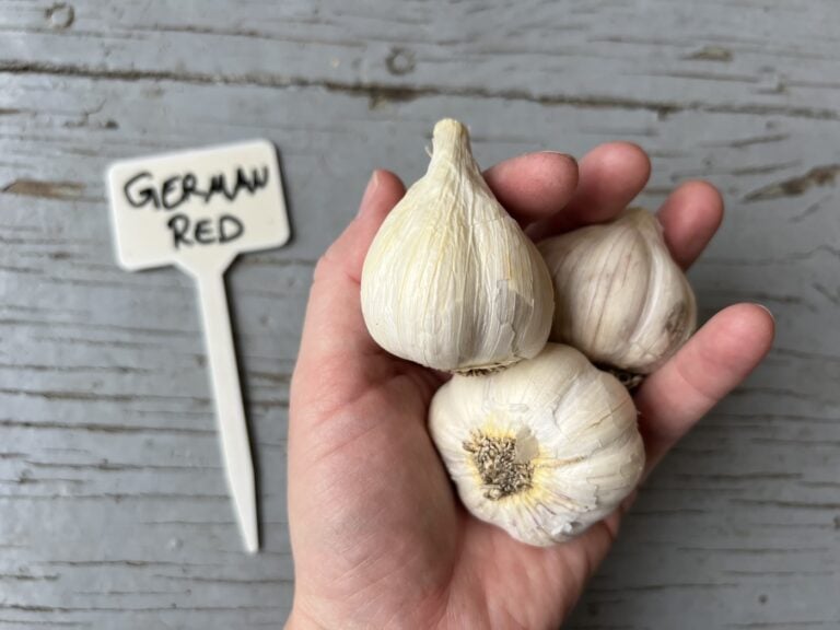 German Red garlic's mesmerizing magic 🌿🍴 From robust roots to ravishing ...