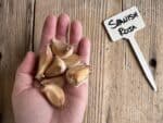 Spanish Roja garlic's alluring qualities 🍃🍴 From garden to gourmet
