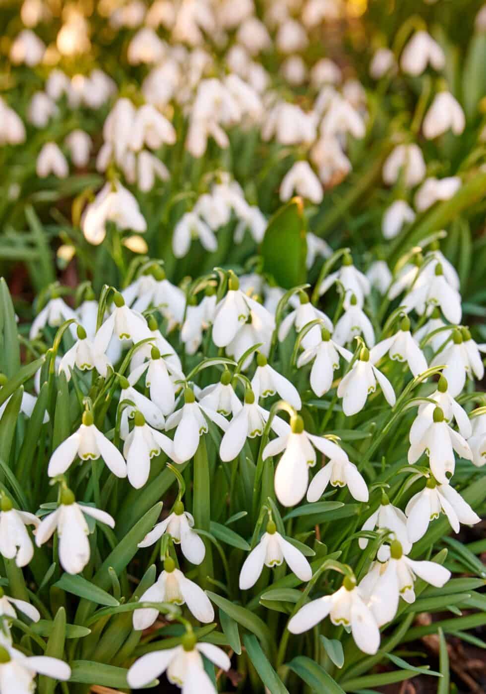 Galanthus woronowii ️ 🌱 Exploring these elegant early white snowdrop blooms