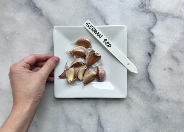 German Red garlic's mesmerizing magic 🌿🍴 From robust roots to ravishing ...