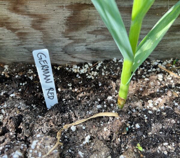 German Red garlic's mesmerizing magic 🌿🍴 From robust roots to ravishing ...