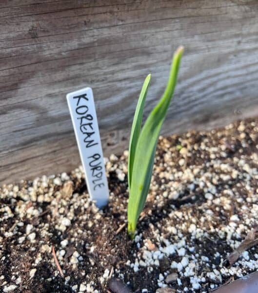 Korean Purple garlic's captivating charm 🌿🍴 From aromatic allure to ...