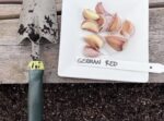 German Red garlic's mesmerizing magic 🌿🍴 From robust roots to ravishing ...