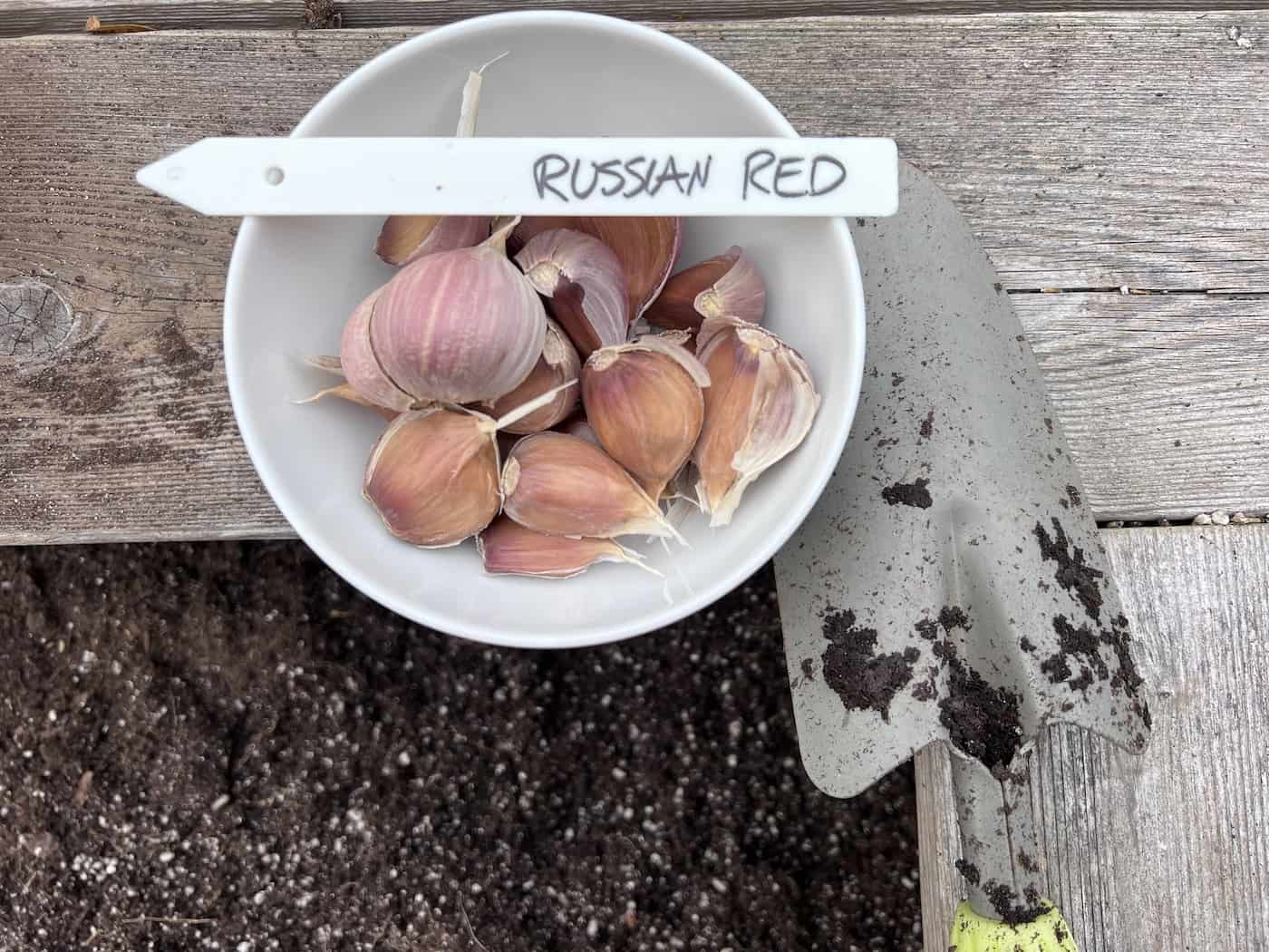 Russian Red garlic's mesmerizing magic 🌿🍴 From robust roots to ...