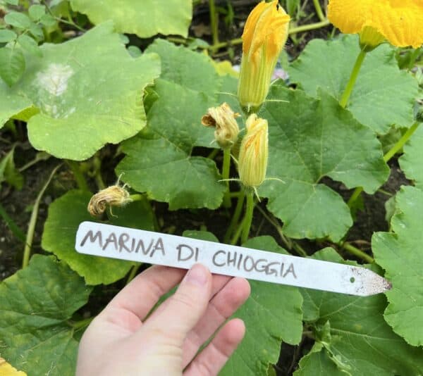 Marina di Chioggia pumpkin ???? ???? A gourmet variety with wonderful ...
