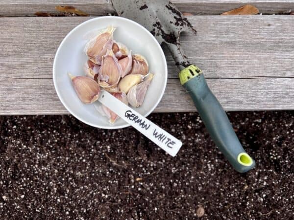 German White garlic's mesmerizing magic 🌿🍴 From lush gardens to ...