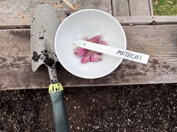 Metechi garlic's magnetic allure 🌿🍴 From bountiful beds to brilliant bites
