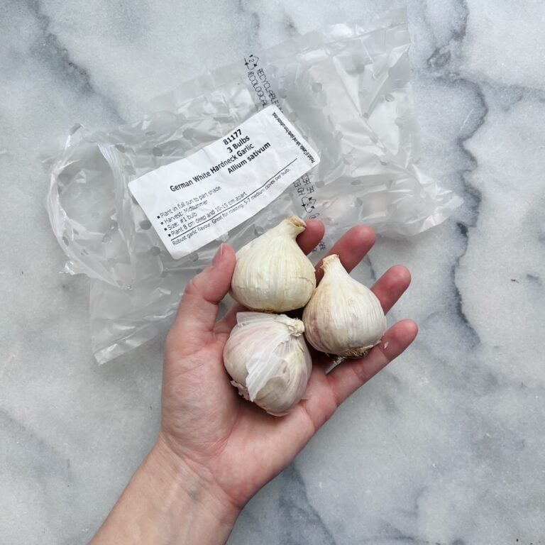 German White garlic's mesmerizing magic 🌿🍴 From lush gardens to ...