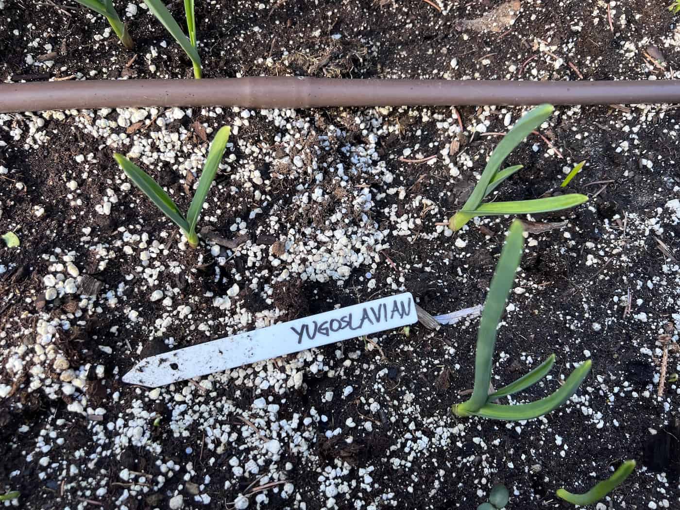 Yugoslavian garlic's captivating charm 🌿🍴 From hearty harvests to ...