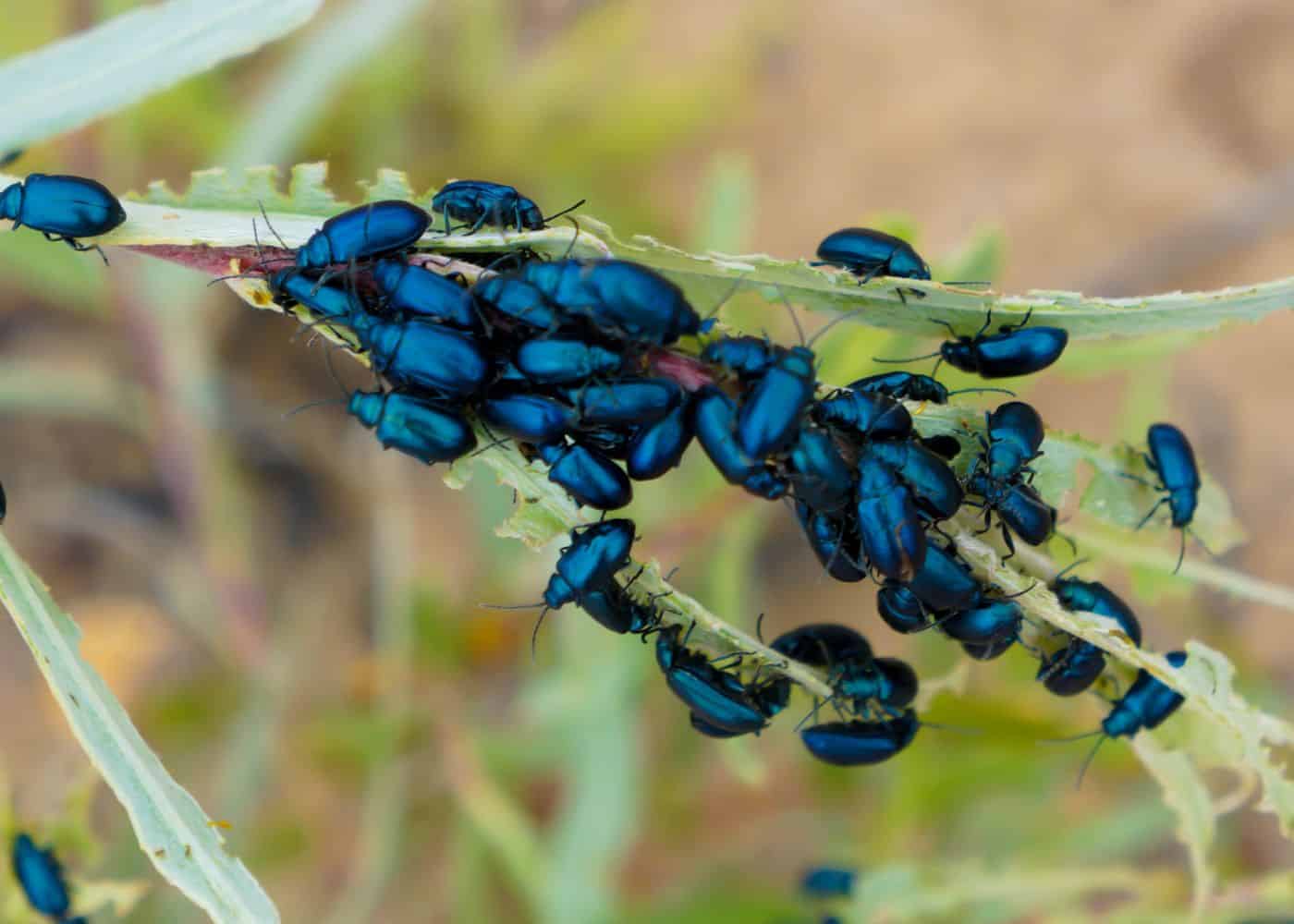 25+ garden pests 🪲 🌸 🐛 The usual suspects and how to handle them