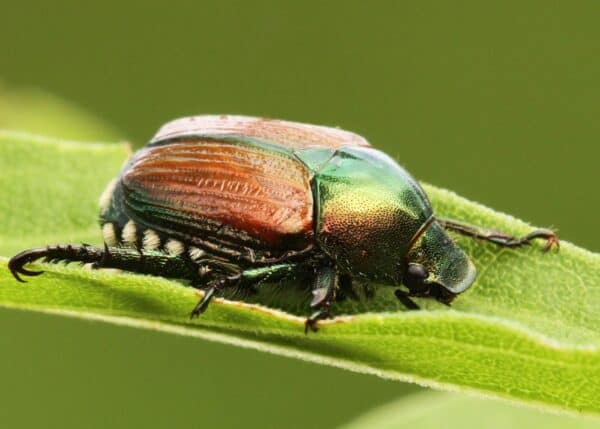 25+ garden pests 🪲 🌸 🐛 The usual suspects and how to handle them