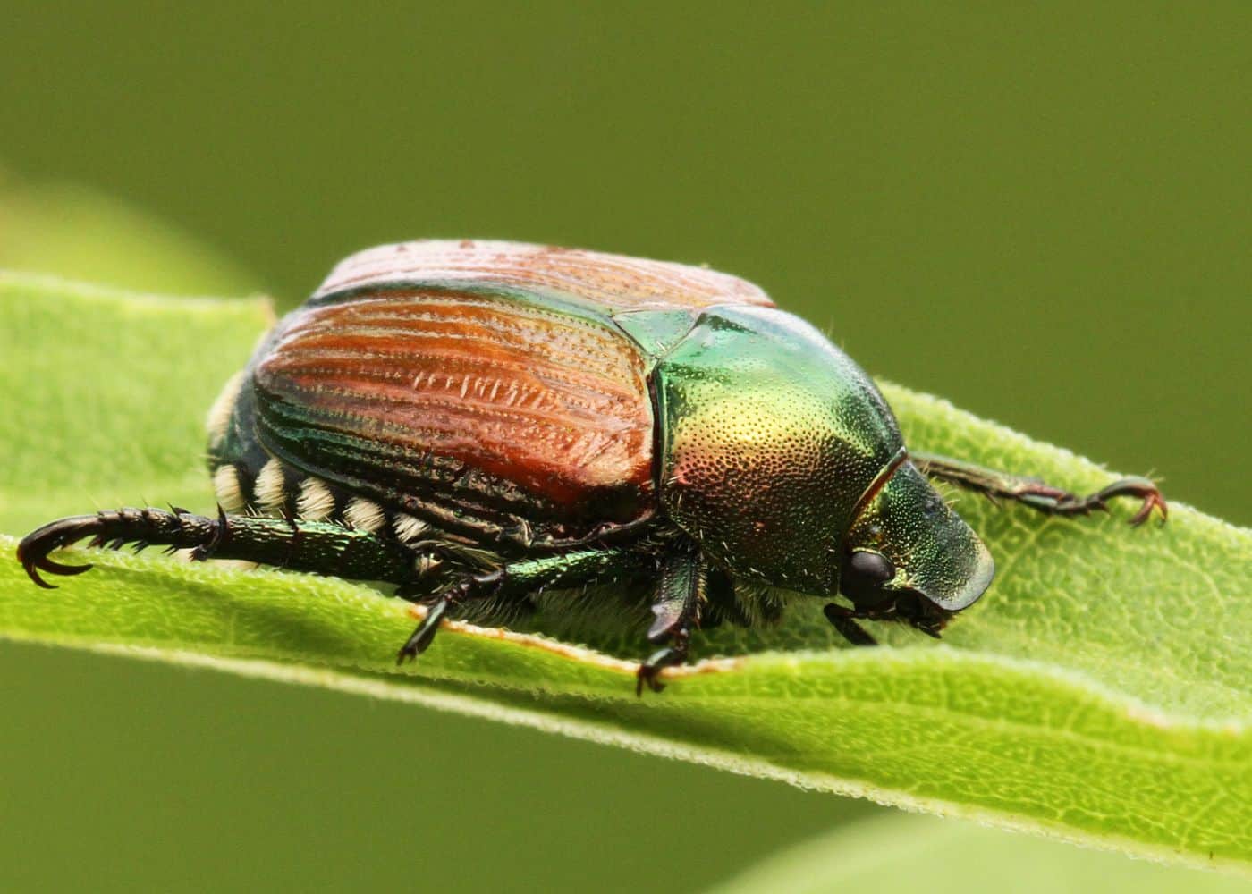 25+ garden pests 🪲 🌸 🐛 The usual suspects and how to handle them