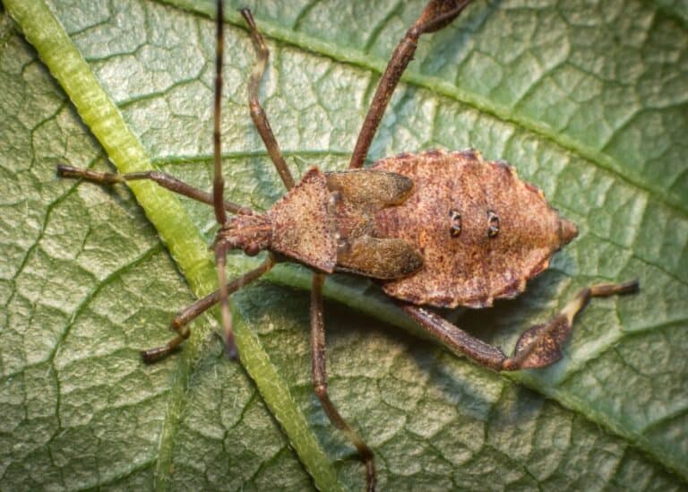 25+ garden pests 🪲 🌸 🐛 The usual suspects and how to handle them