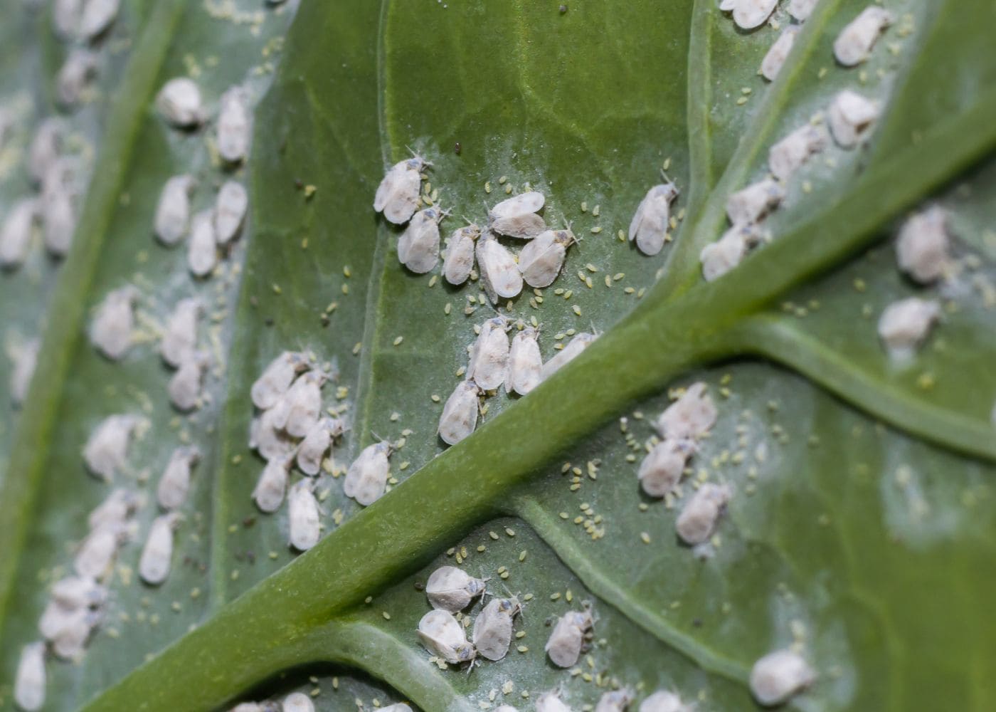 25+ garden pests 🪲 🌸 🐛 The usual suspects and how to handle them