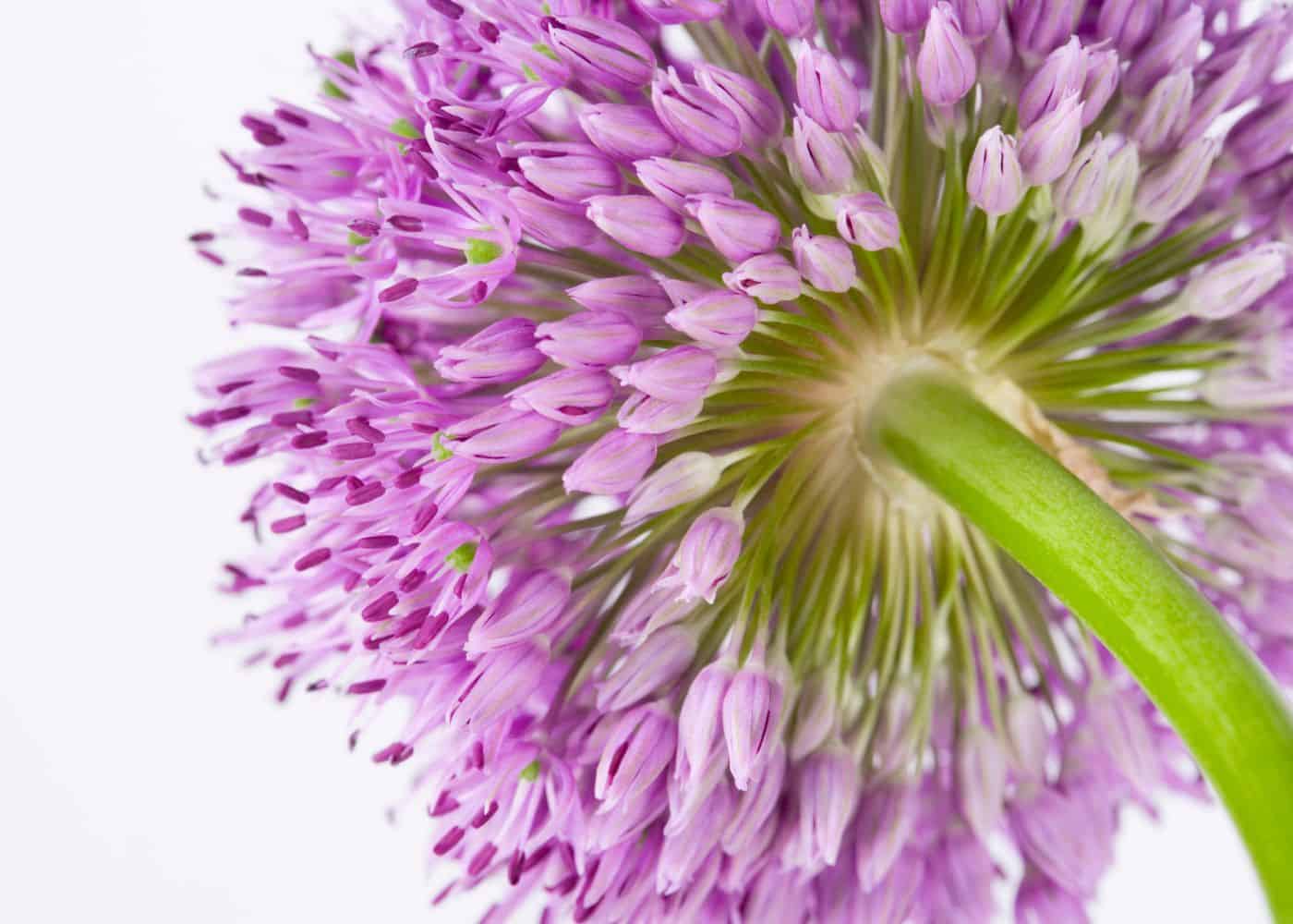 How to grow alliums 🌱💜 Master the art of nurturing these ornamental ...