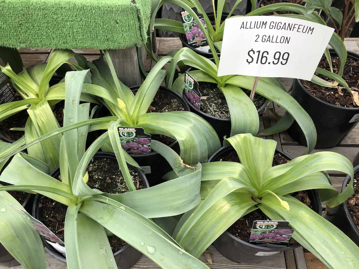 How to grow alliums 🌱💜 Master the art of nurturing these ornamental ...