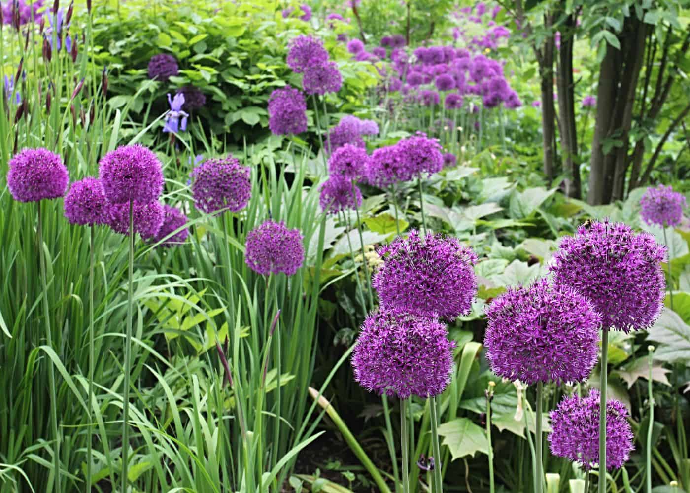 How to grow alliums 🌱💜 Master the art of nurturing these ornamental ...
