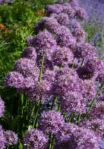 How to grow alliums 🌱💜 Master the art of nurturing these ornamental ...
