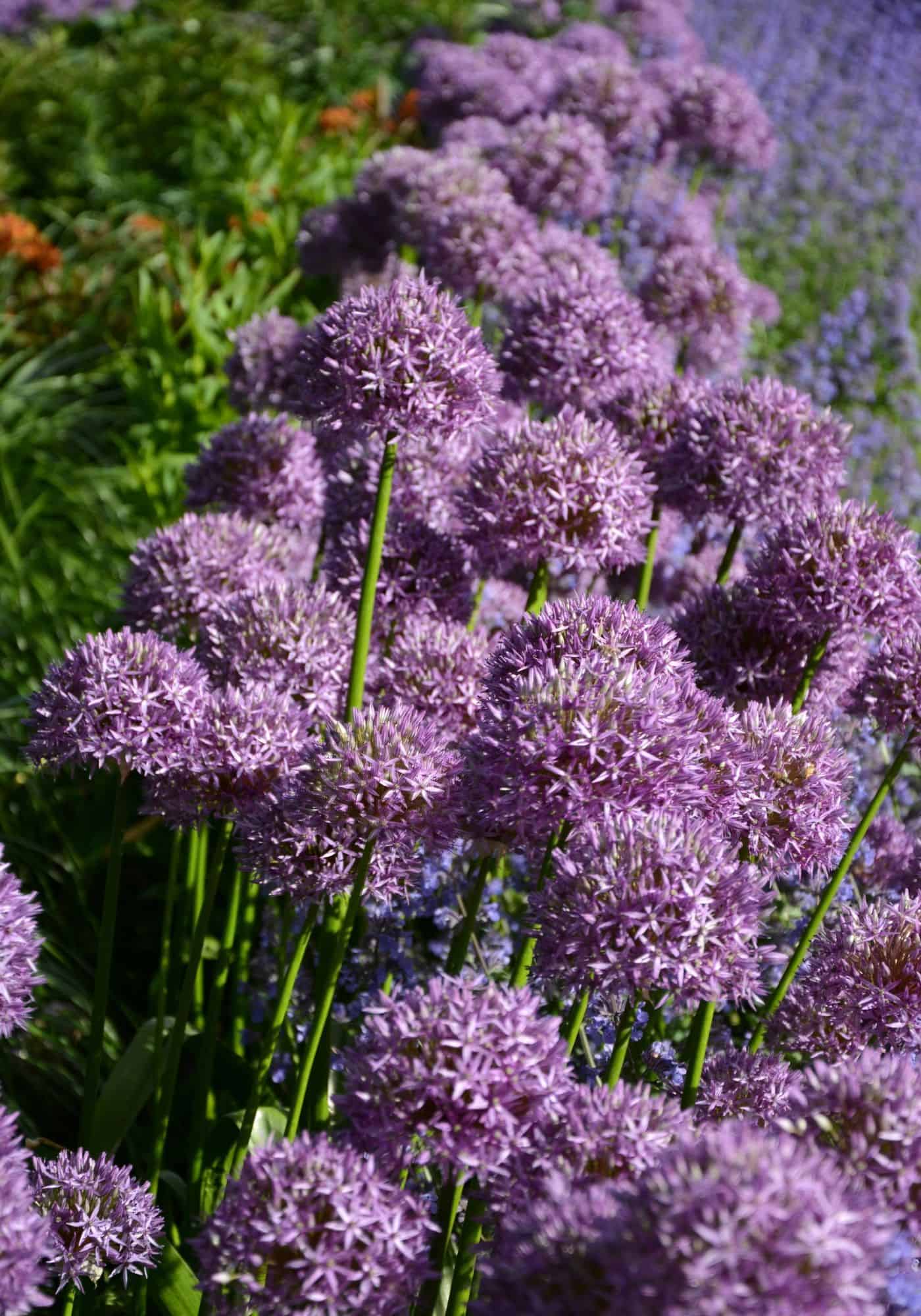 How to grow alliums 🌱💜 Master the art of nurturing these ornamental ...