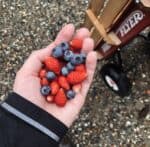 How to grow blueberries 🫐 🌿 A guide to cultivating nature's sweet ...