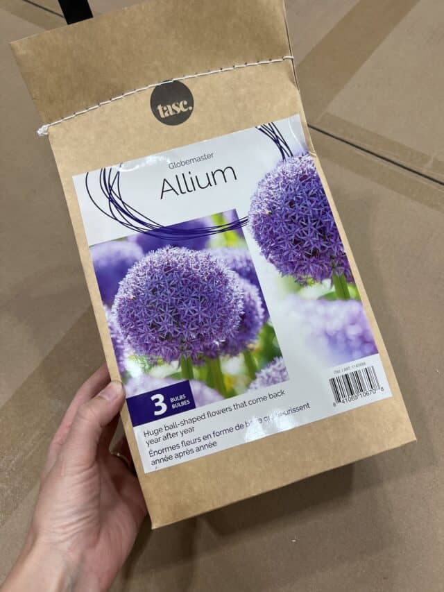 How to grow alliums 🌱💜 Master the art of nurturing these ornamental ...