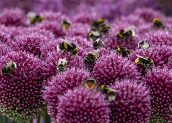 How to grow alliums 🌱💜 Master the art of nurturing these ornamental ...