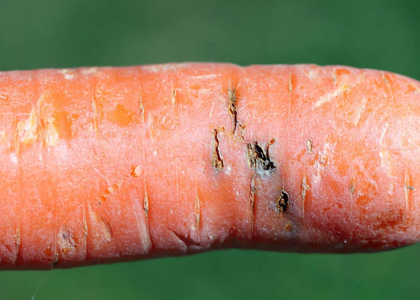 25+ garden pests 🪲 🌸 🐛 The usual suspects and how to handle them