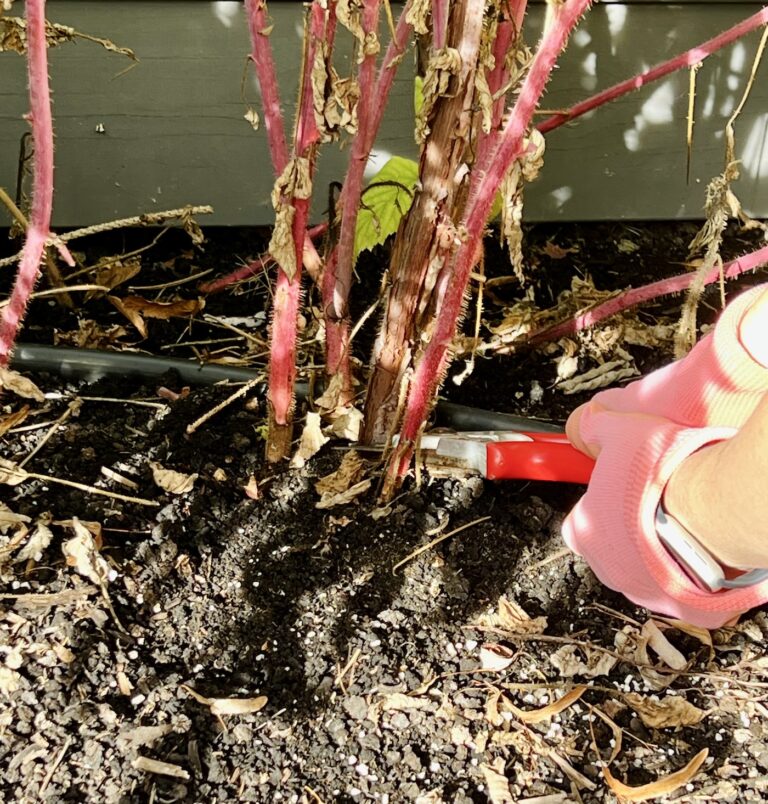 How to grow raspberries | Home for the Harvest