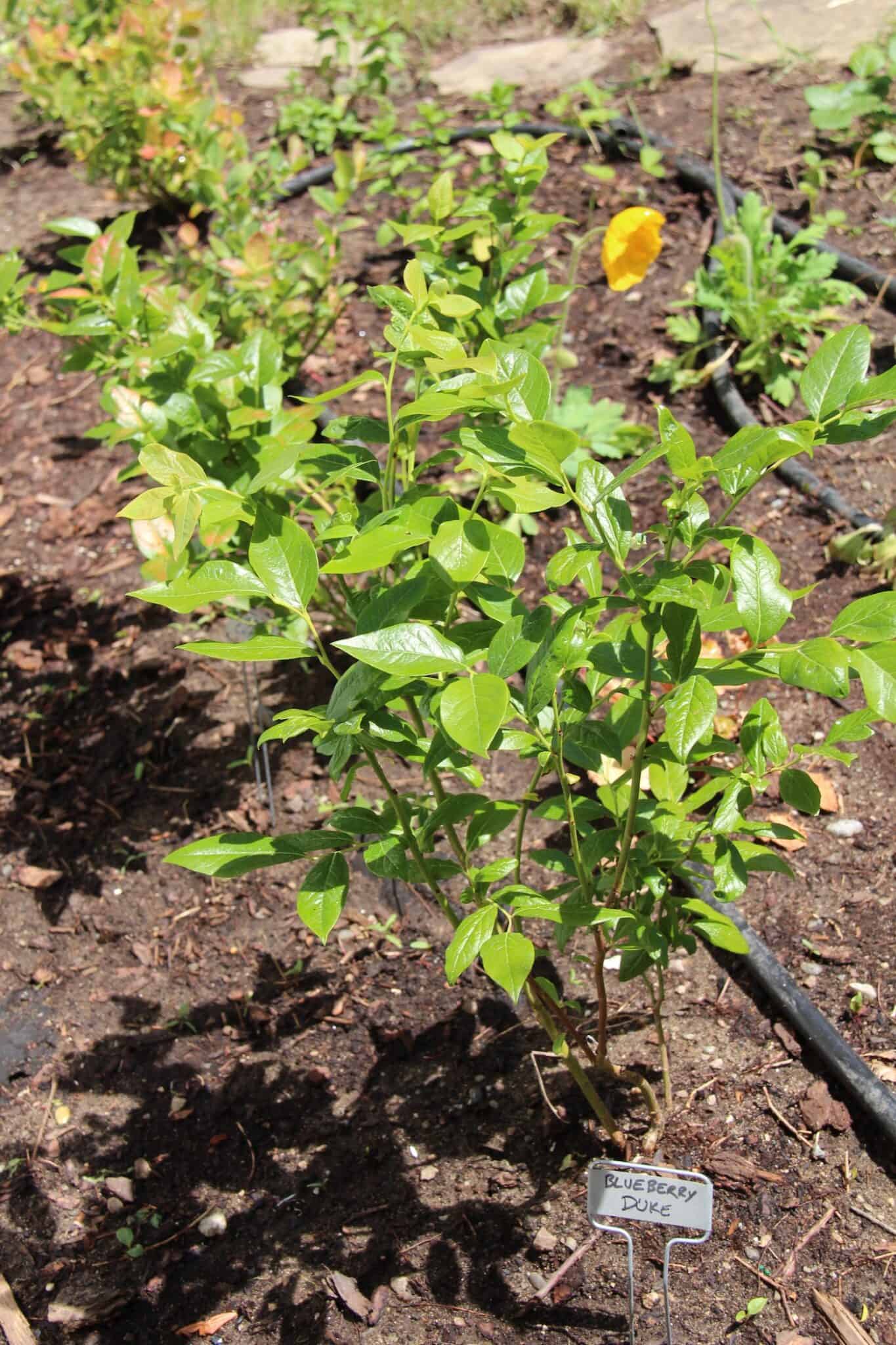 How to grow blueberries 🫐 🌿 A guide to cultivating nature's sweet ...