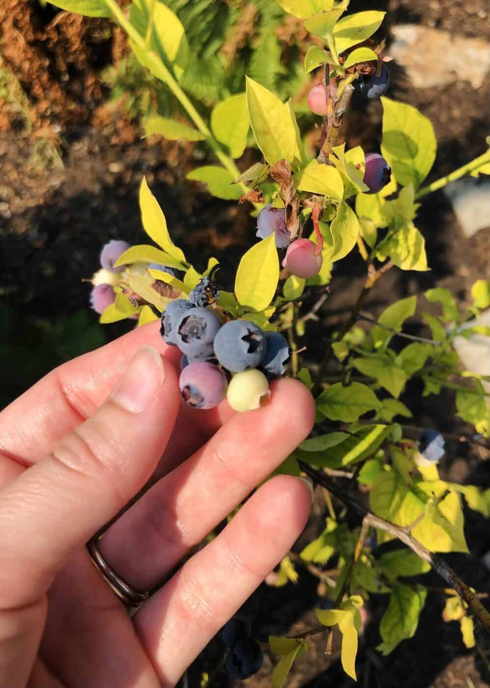 How to grow blueberries 🫐 🌿 A guide to cultivating nature's sweet ...