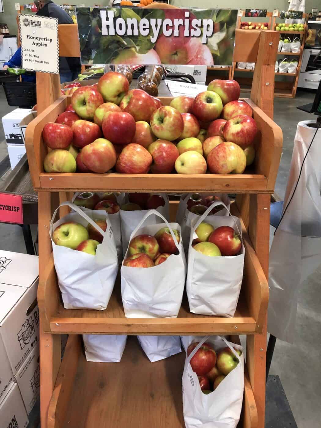 How to grow apples 🌱🍎 Nurture nature's sweet treat in your backyard!