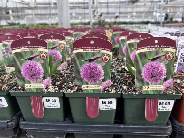 How to grow alliums 🌱💜 Master the art of nurturing these ornamental ...