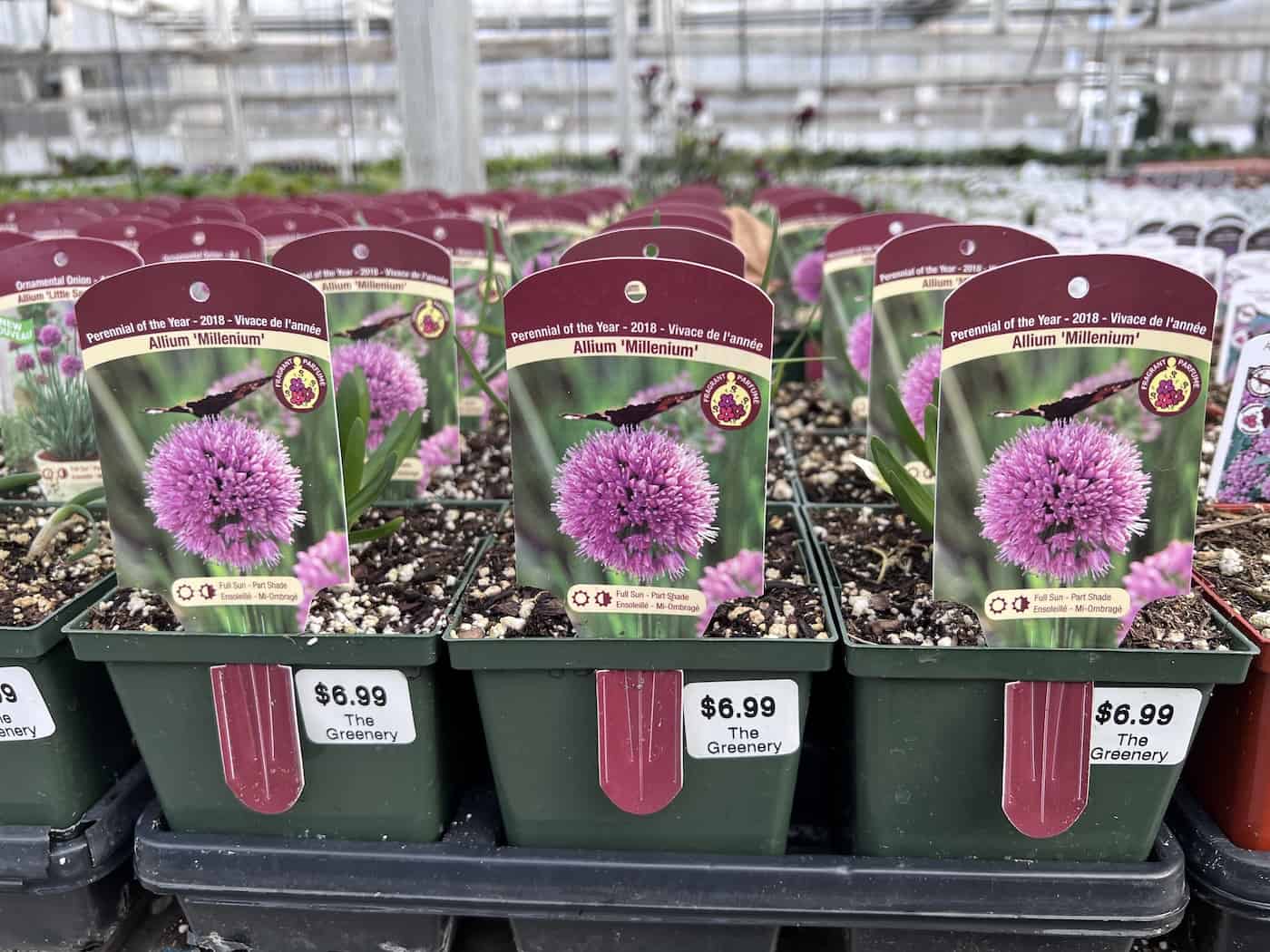 How to grow alliums 🌱💜 Master the art of nurturing these ornamental ...