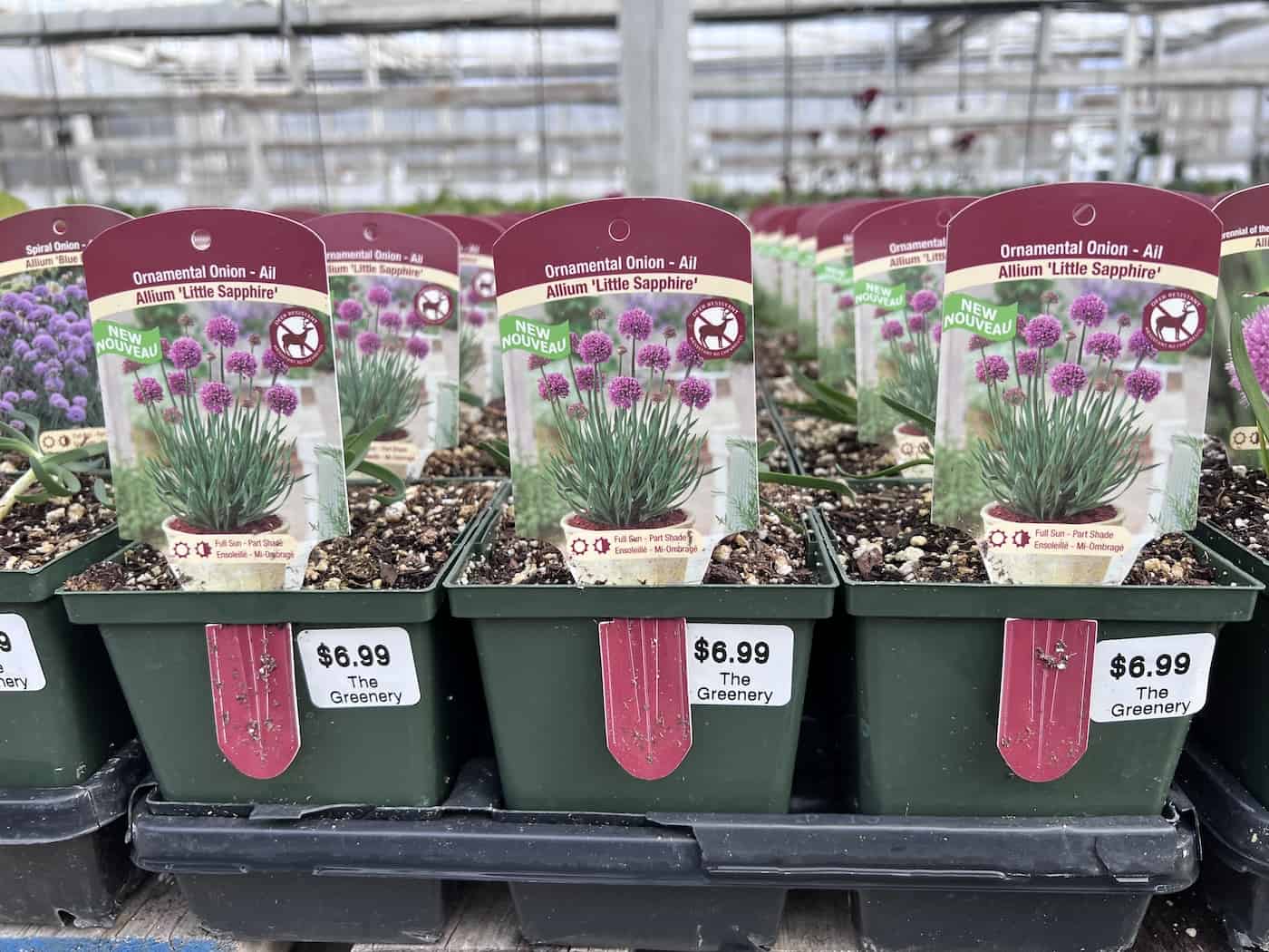 How to grow alliums 🌱💜 Master the art of nurturing these ornamental ...