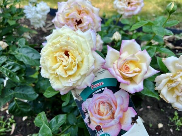 How to grow roses 🍃🌹 Cultivate elegance and fragrance in your garden!