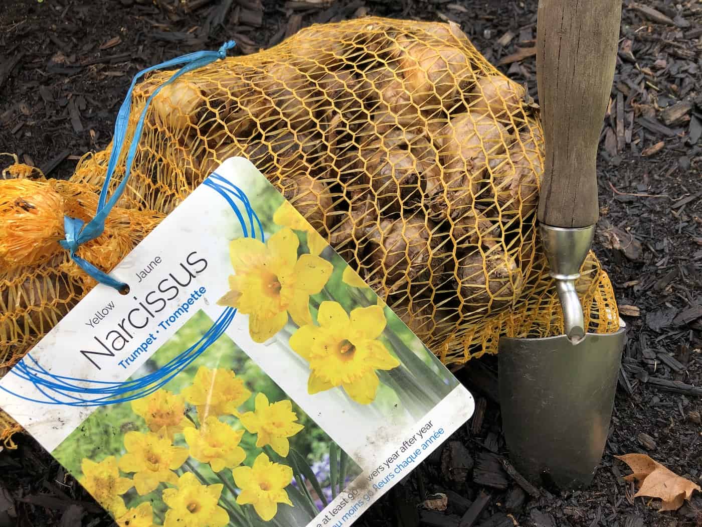 How to grow daffodils 🌼 🌱 Unveil the secrets to spring's cheerful bloomers!