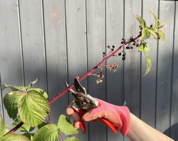 How to grow raspberries | Home for the Harvest