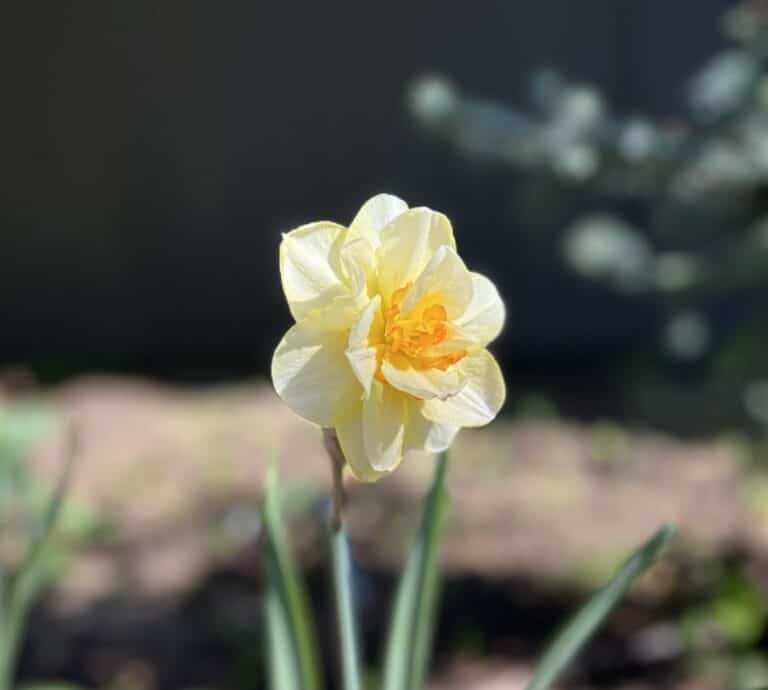 How to grow daffodils 🌼 🌱 Unveil the secrets to spring's cheerful bloomers!