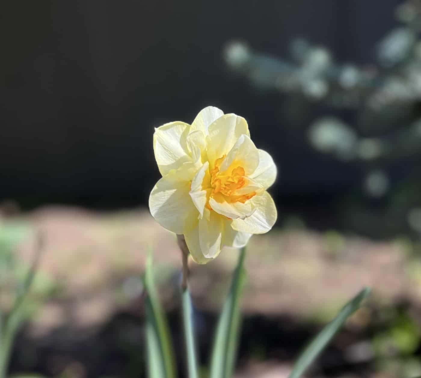 How to grow daffodils 🌼 🌱 Unveil the secrets to spring's cheerful bloomers!