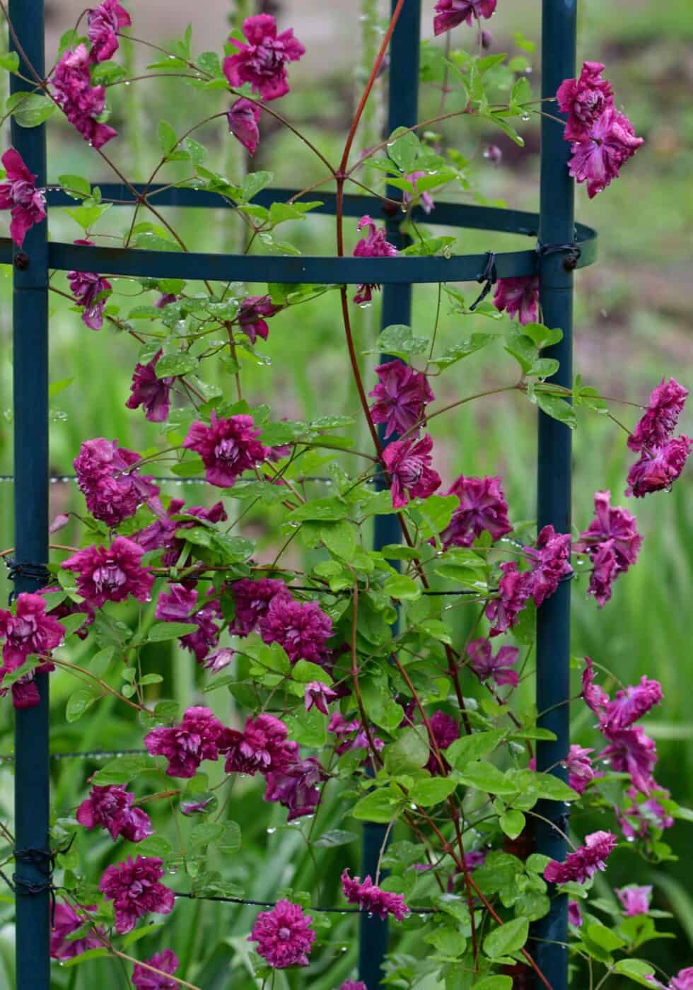 How to grow clematis 🌸💡 Embark on the journey to vibrant climbers!