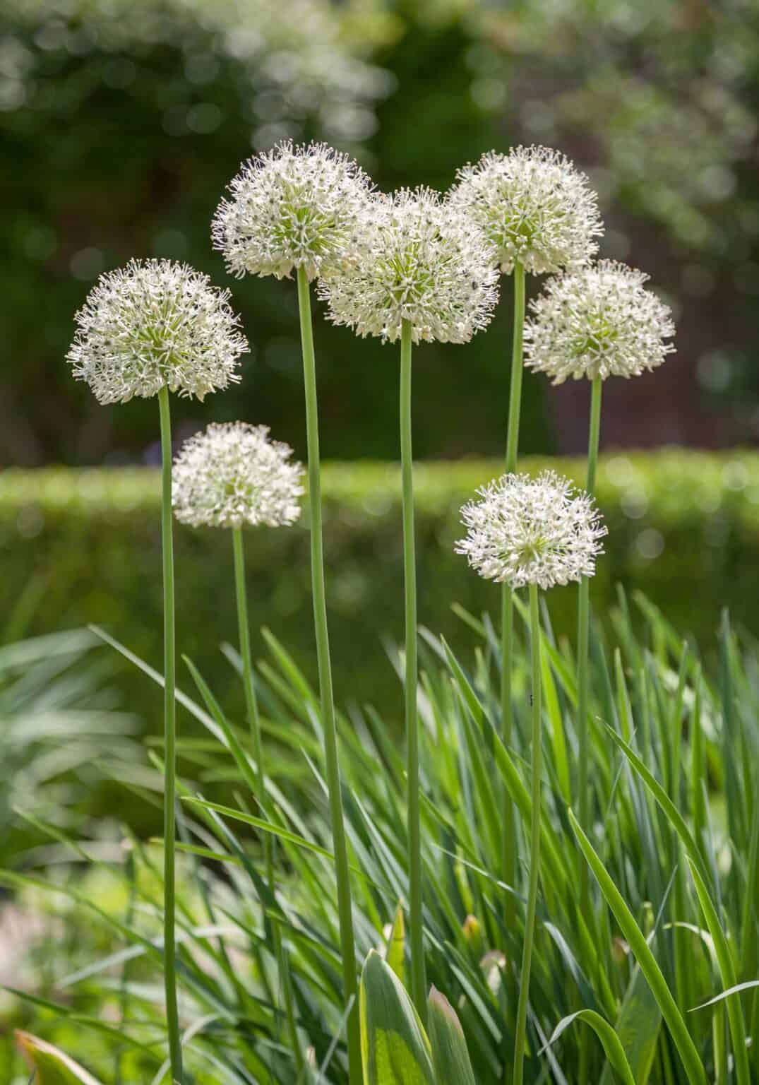 How to grow alliums 🌱💜 Master the art of nurturing these ornamental ...